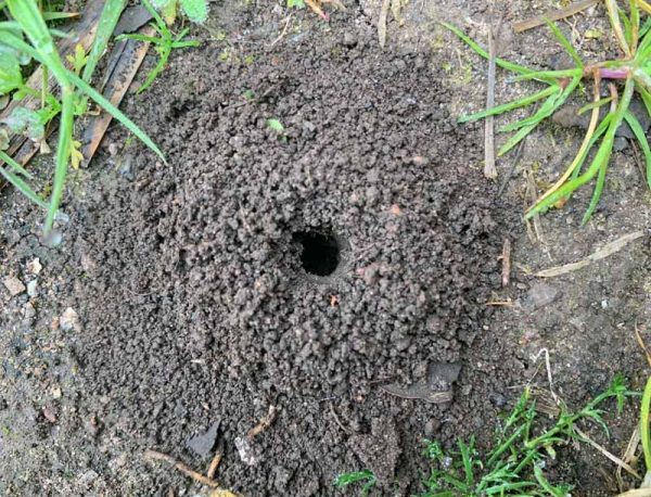 Ground & Wood Nesting Bees: Learn to Identify Common Species