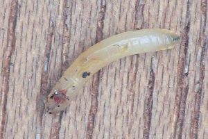 How to Identify and Control Caraway Pests & Diseases | Gardener's Path