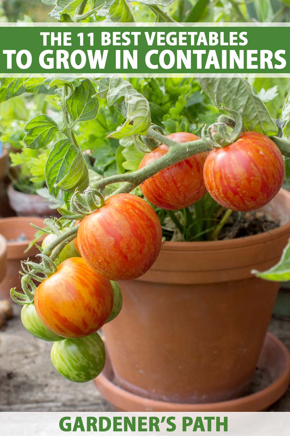 The Best 11 Vegetables to Grow in Pots and Containers