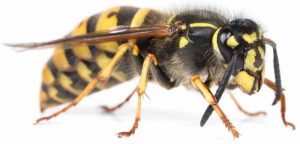 Yellowjacket Identification, Facts, and Control Measures | Gardener's Path