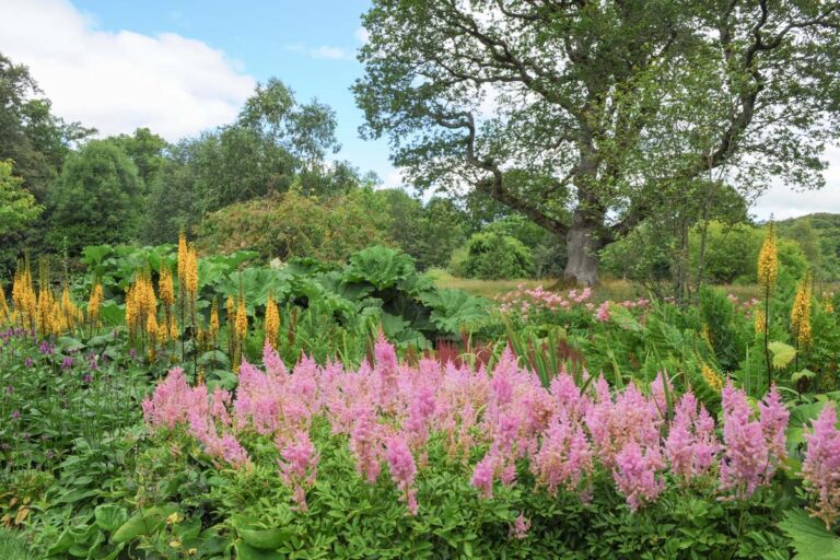 How to Propagate Astilbe Flowers Through Division