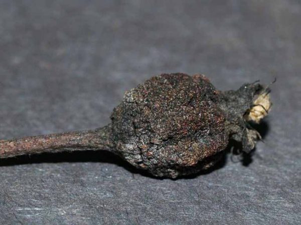 How to Control Apple Black Rot and Frogeye Leaf Spot