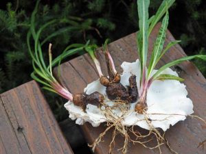 How to Plant and Grow Blazing Star Flowers (Liatris Spicata)