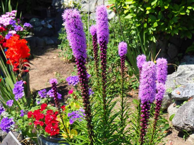 How to Plant and Grow Blazing Star Flowers (Liatris Spicata)