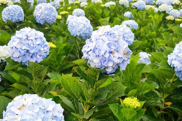 How to Identify and Treat Hydrangea Diseases | Gardener's Path