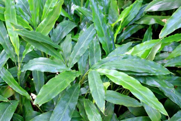 How to Grow Flavorful Cardamom in Your Home Garden | Gardener's Path