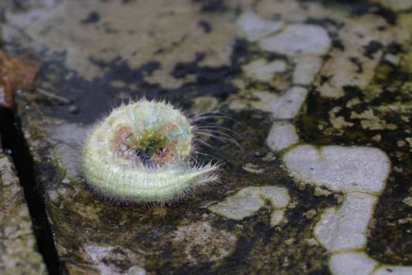 How to use Bacillus thuringiensis (Bt) to Control Insect Pests