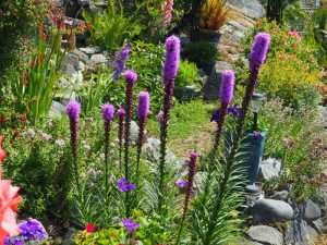 How to Plant and Grow Blazing Star Flowers (Liatris Spicata)