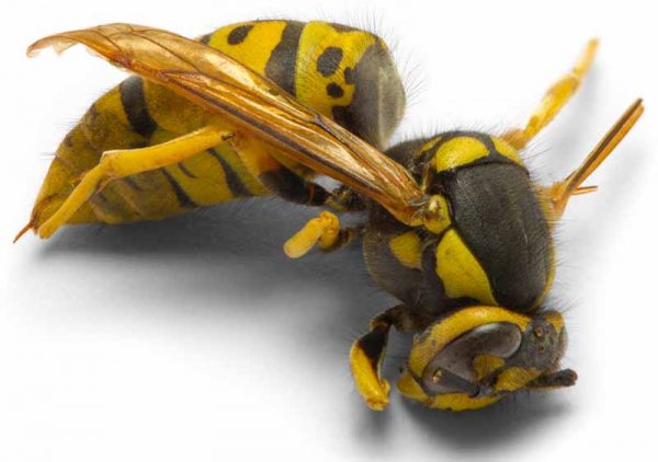Yellowjacket Identification, Facts, and Control Measures | Gardener's Path