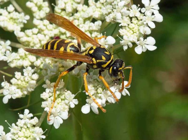 Yellowjacket Identification, Facts, and Control Measures | Gardener's Path