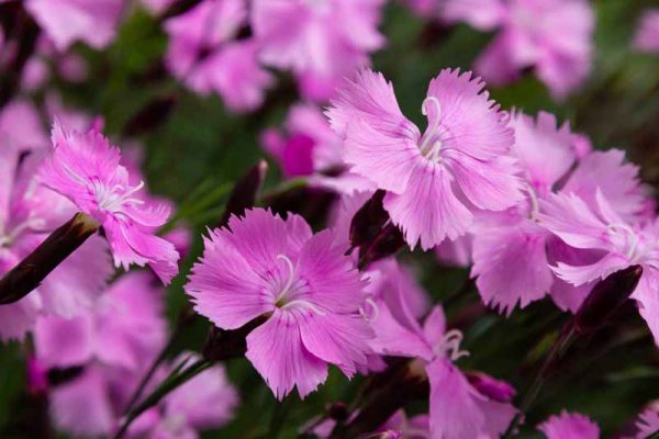 How to Grow Garden Pinks for Old-Fashioned Charm