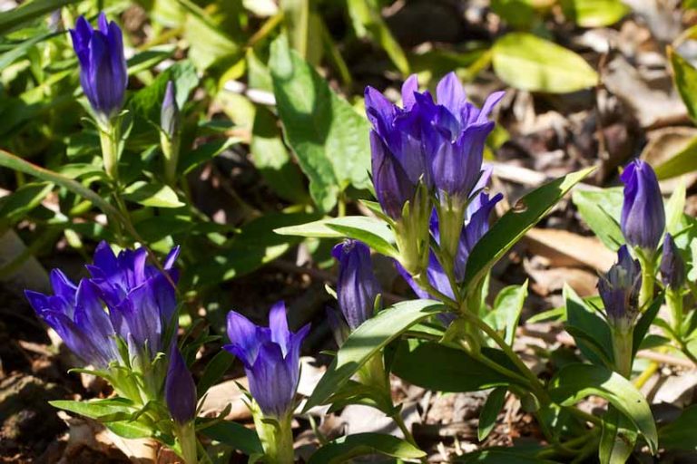 The 19 Best Perennials for Late Summer Color | Gardener's Path