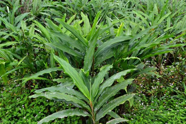 How to Grow Flavorful Cardamom in Your Home Garden | Gardener's Path