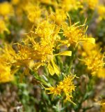 How to Grow Turpentine Bush: the Desert Dazzler | Gardener's Path