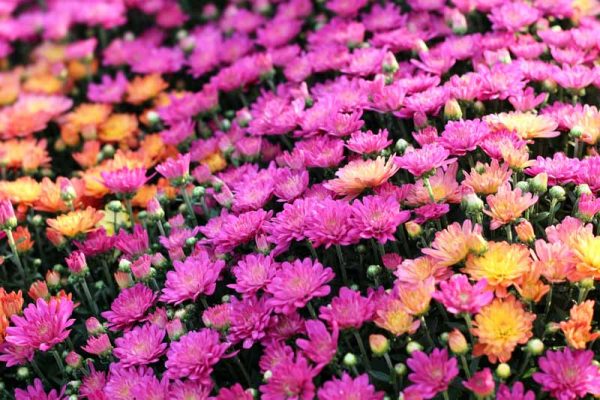 The 15 Best Perennials for Fall Color | Gardener's Path