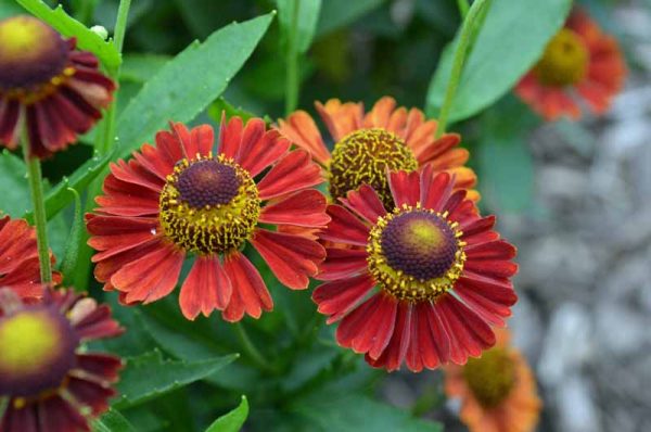 The 15 Best Perennials for Fall Color | Gardener's Path