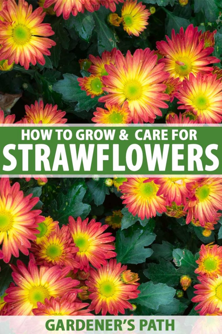 How to Grow and Care for Strawflowers | Gardener's Path