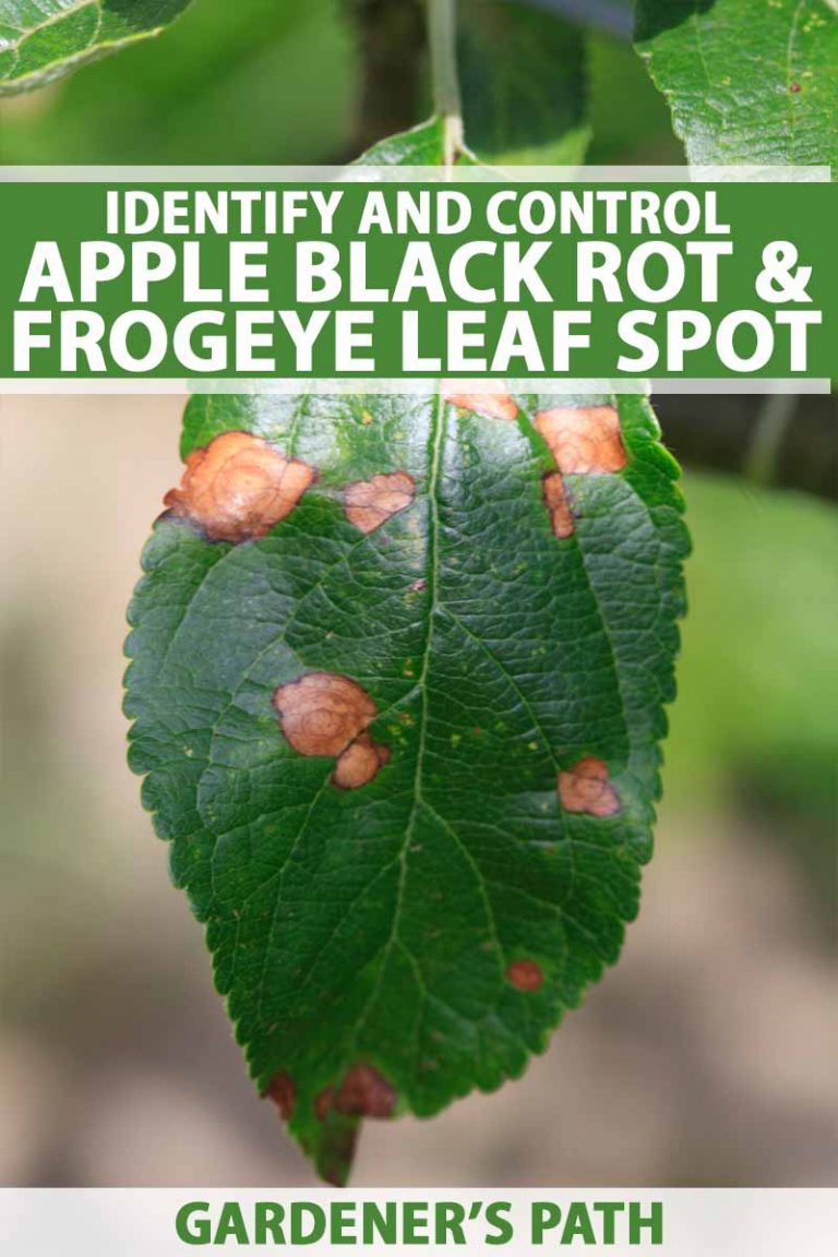 How to Control Apple Black Rot and Frogeye Leaf Spot