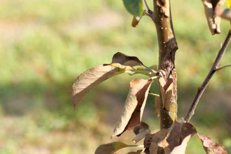 How to Identify and Prevent Southern Blight on Apples