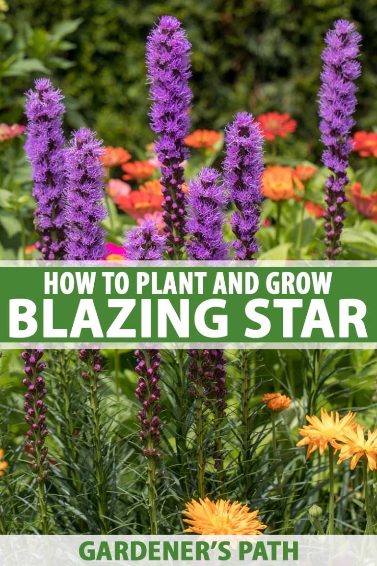 How to Plant and Grow Blazing Star Flowers (Liatris Spicata)