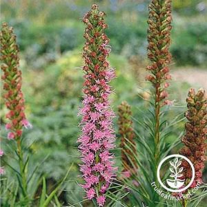 How to Plant and Grow Blazing Star Flowers (Liatris Spicata)
