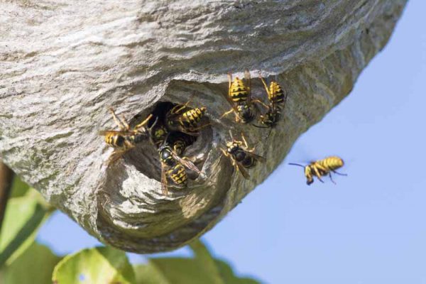 Yellowjacket Identification, Facts, and Control Measures | Gardener's Path