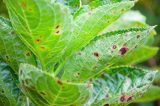 How to Identify and Treat Hydrangea Diseases | Gardener's Path