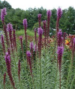 How to Plant and Grow Blazing Star Flowers (Liatris Spicata)