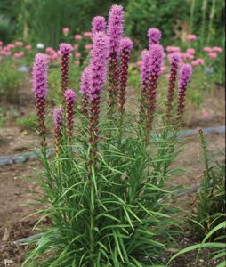 How to Plant and Grow Blazing Star Flowers (Liatris Spicata)