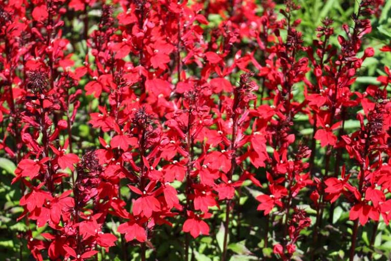 The 15 Best Perennials for Fall Color | Gardener's Path