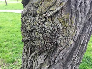 What's the Difference Between Tree Burr Knots (Burl) and Crown Galls?