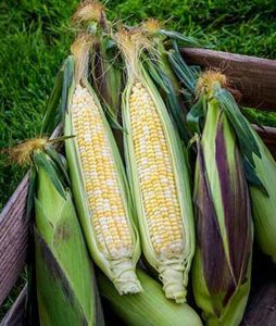 The Best 11 Varieties of Sweet Corn to Grow at Home