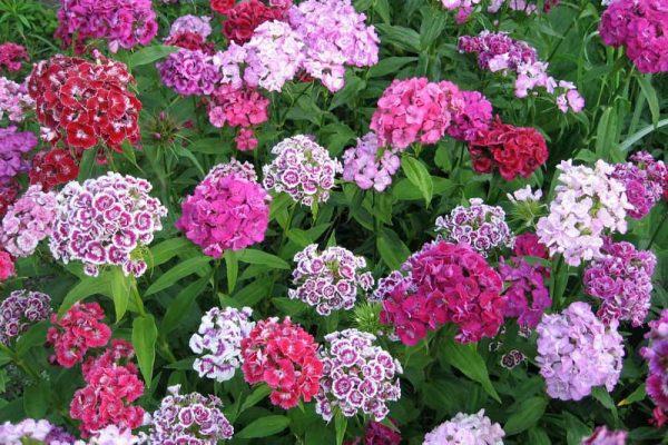 How to Grow Garden Pinks for Old-Fashioned Charm