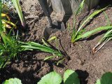 How to Plant and Grow Blazing Star Flowers (Liatris Spicata)
