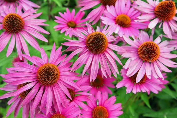 The 19 Best Perennials for Late Summer Color | Gardener's Path