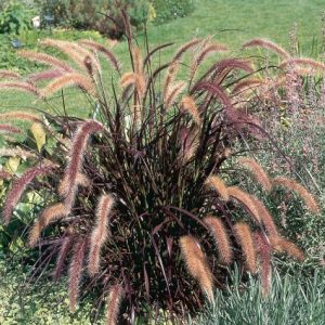 How to Plant, Grow, and Care for Purple Fountain Grass