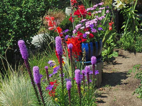 How to Plant and Grow Blazing Star Flowers (Liatris Spicata)
