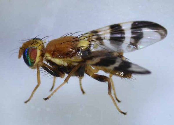 How to Identify and Control Walnut Husk Flies | Gardener's Path