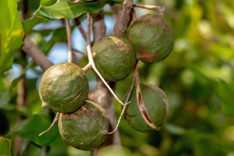 When and How to Harvest Macadamia Nuts | Gardener's Path
