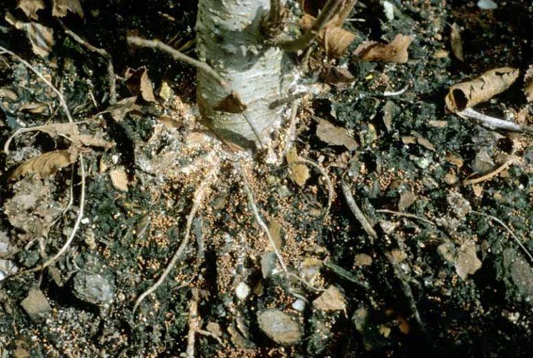 How to Identify and Prevent Southern Blight on Apples