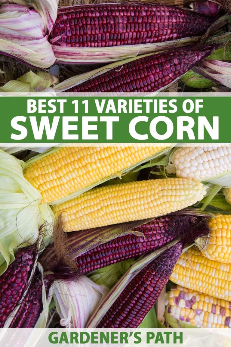 The Best 11 Varieties of Sweet Corn to Grow at Home