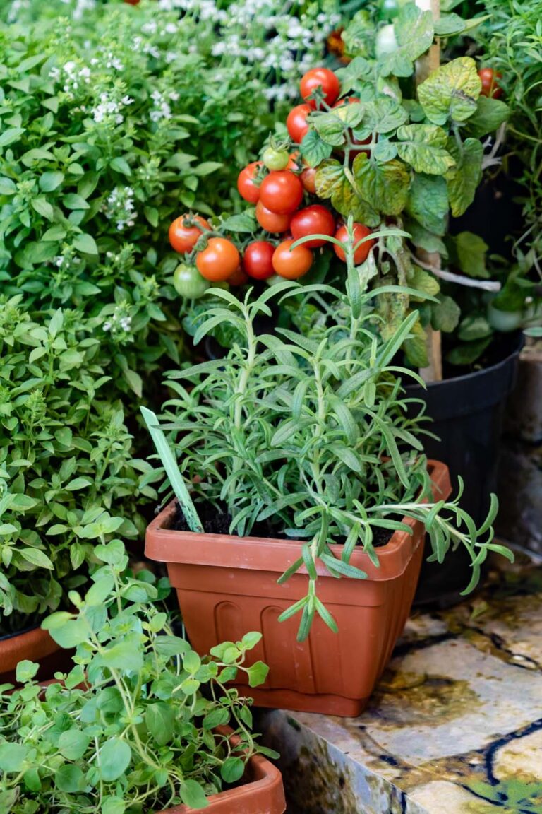 The Best 11 Vegetables to Grow in Pots and Containers