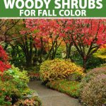 Best 15 Woody Shrubs for Fall Color: Make Your Autumn Landscape Pop