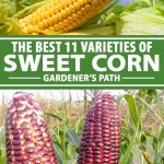 The Best 11 Varieties of Sweet Corn to Grow at Home | Gardener's Path