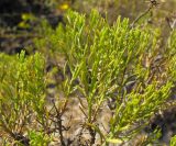 How to Grow Turpentine Bush: the Desert Dazzler | Gardener's Path