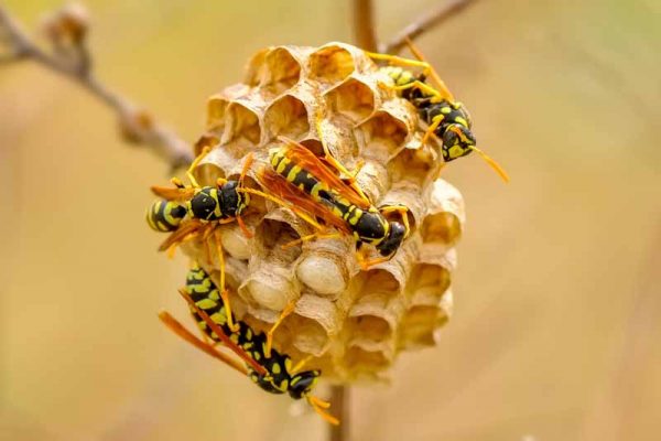 Yellowjacket Identification, Facts, and Control Measures | Gardener's Path