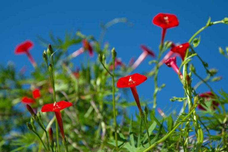 Grow Cardinal Climber (Ipomoea sloteri) for Spring to Frost Color