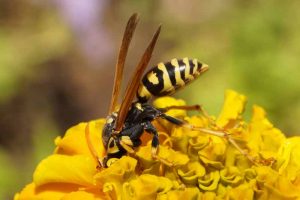 Yellowjacket Identification, Facts, and Control Measures | Gardener's Path