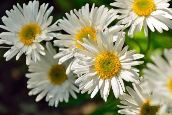 How to Grow and Care for Alpine Aster | Gardener's Path