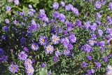 How to Grow and Care for Alpine Aster | Gardener's Path